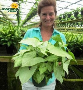 Nephthytis – Morning Dew Tropical Plants